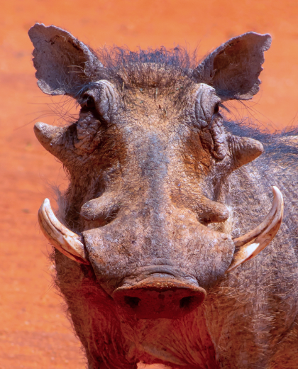 GREAT MIGRATION - Time for African Adventures