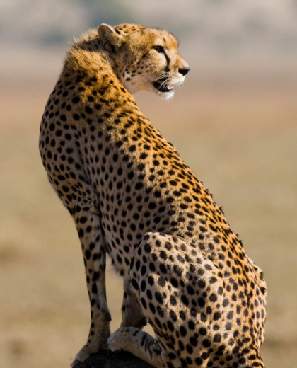 GREAT MIGRATION - Time for African Adventures