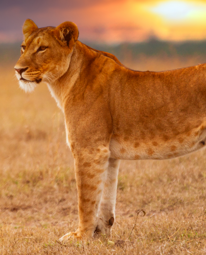 HAKUNA MATATA - Time for African Adventures