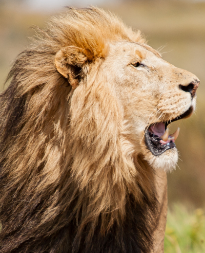 SIMBA - Time for African Adventures