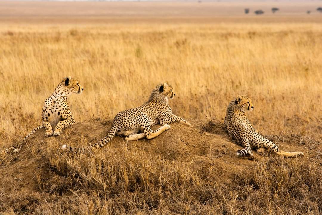 Tout savoir sur la Tanzanie : Faune et Aventures Inoubliables