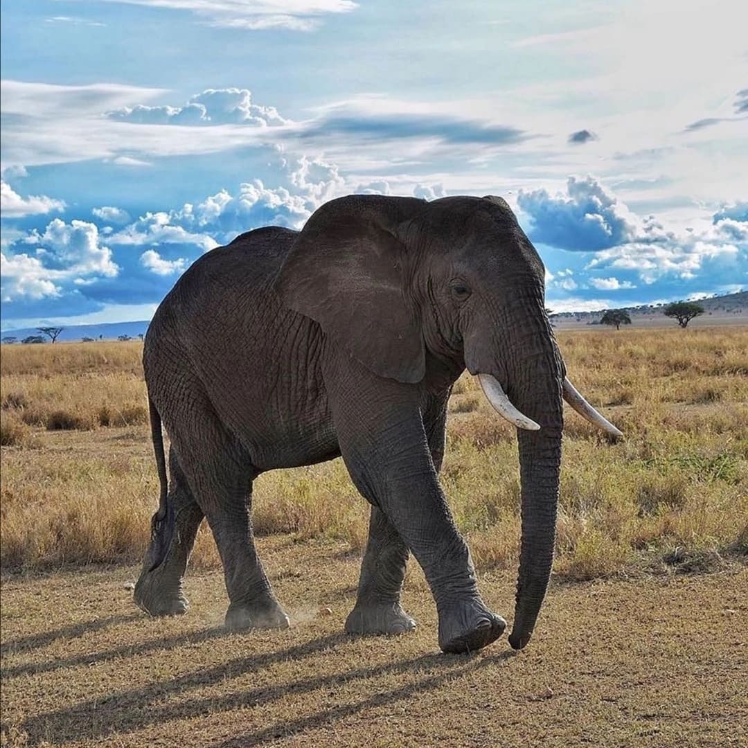 Time For African Adventures - Book Your Safari Today